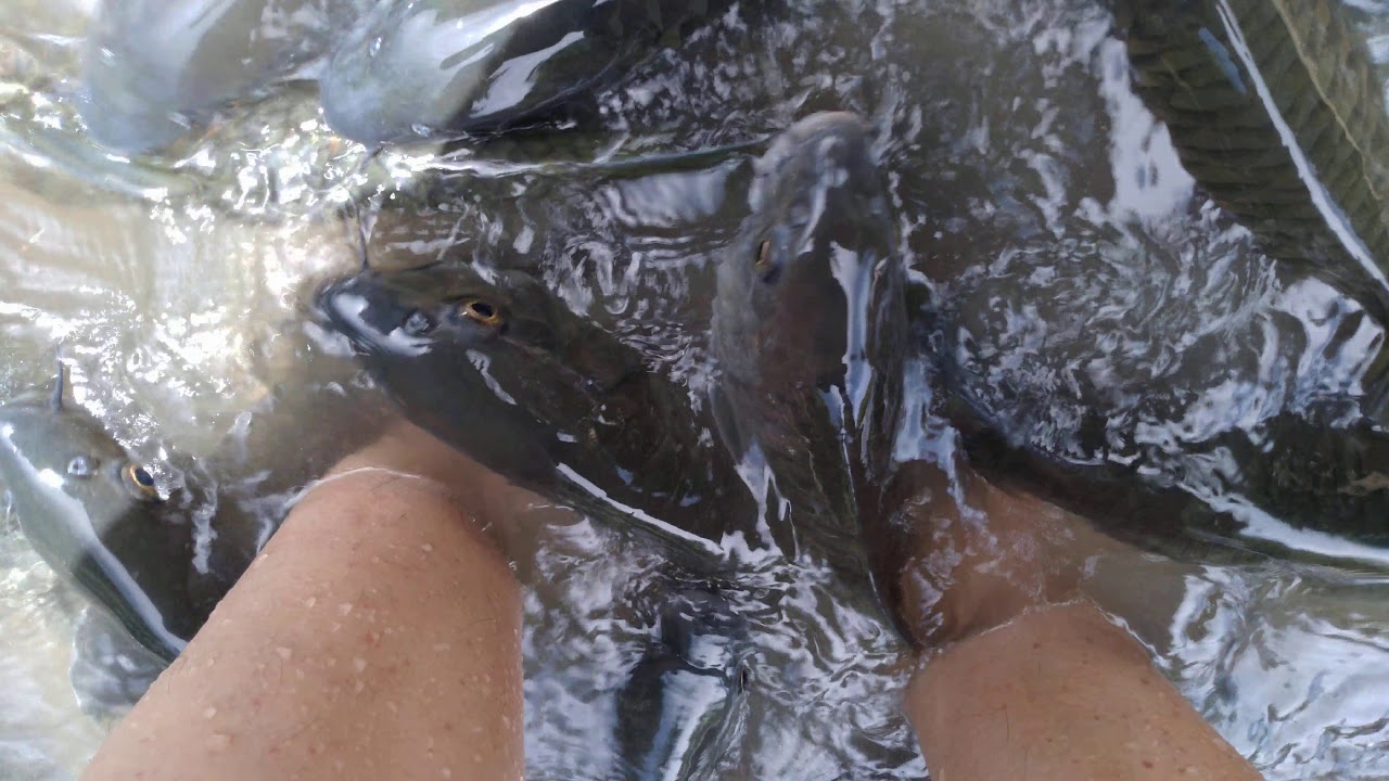 Sg Moroli Fish Spa, Luanti, Ranau, Sabah - YouTube