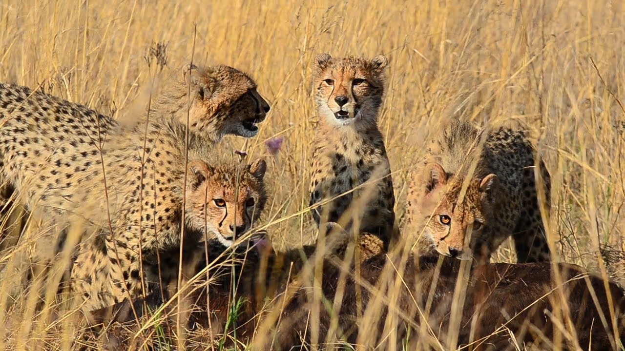 SIX CHEETAHS FEEDING ON BUFFALO CARCASS - YouTube