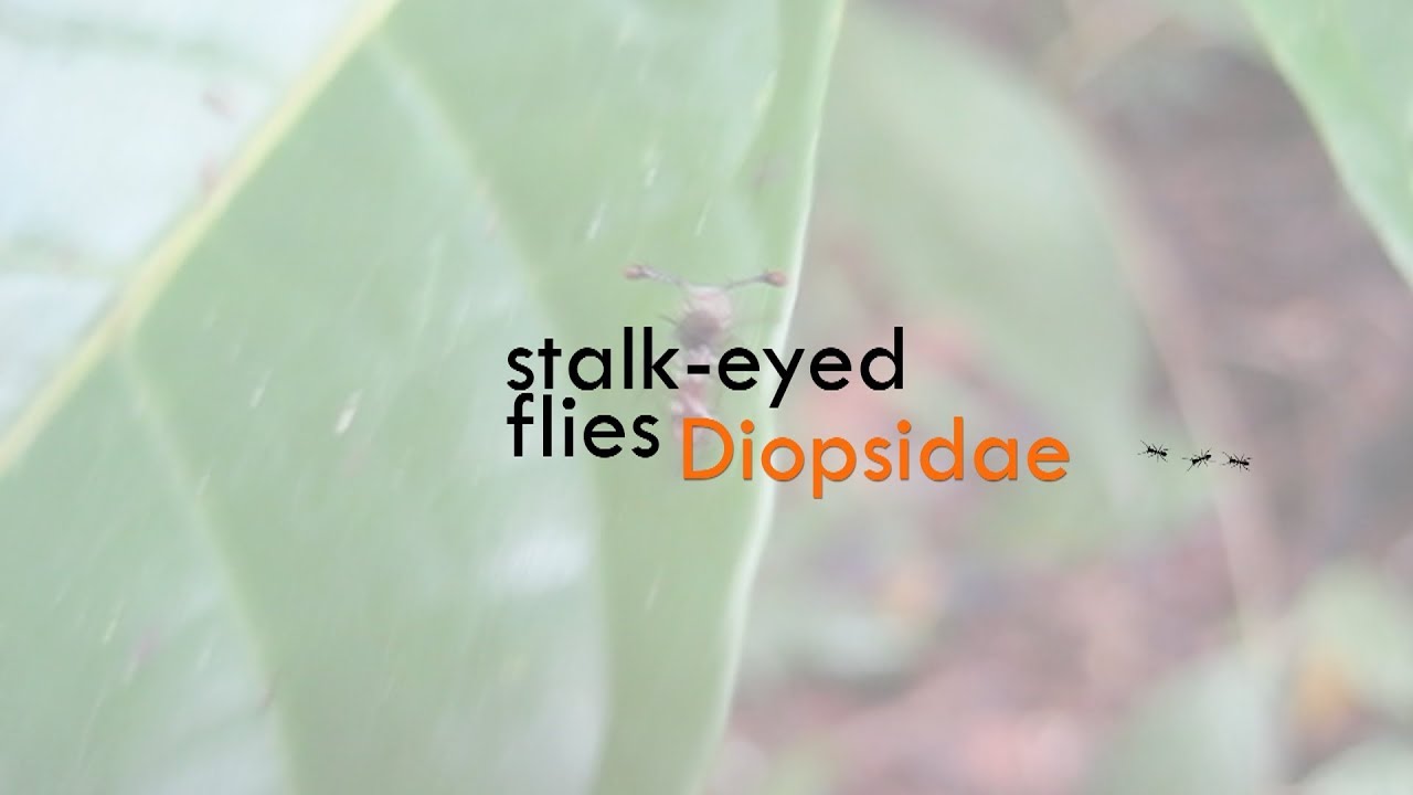 CRAZY BEAUTIFUL NATURE: Stalk-eyed flies (Diopsidae) - YouTube