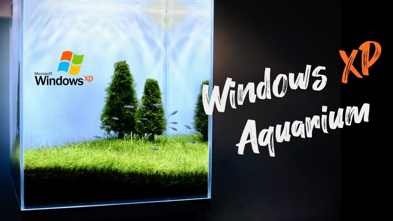 This Aquarium Looks Like Windows XP Wallpaper | Beginner-Friendly Moss ...