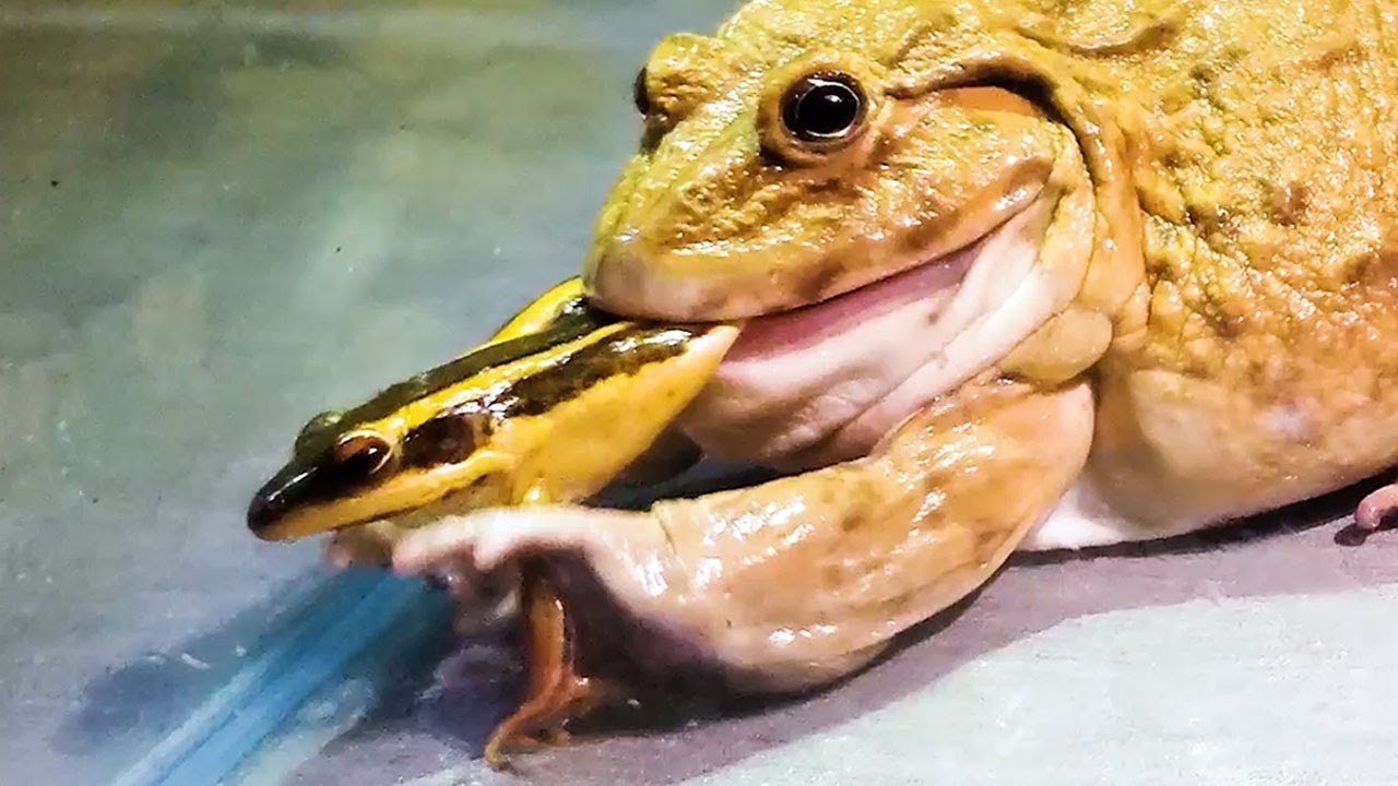 When A Bullfrog Eats Poisonous Tree Frog! Asian Bullfrog Live Feeding ...