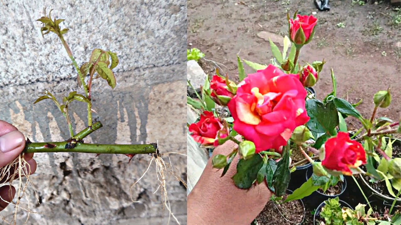 How_To_Propagate rose tree from a branch by cuttings pick up in the ...