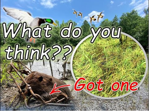 Will the rice survive?...Trapping Beavers & Planting a Duck Swamp with ...