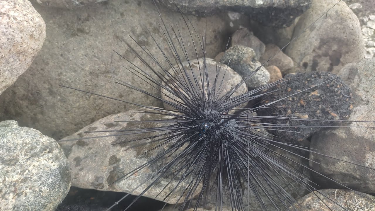 sea orchid laman ng dagat - YouTube