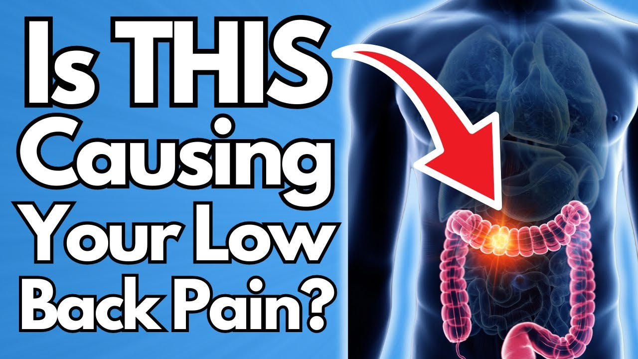 Small Intestine and Mesenteric Root - YouTube