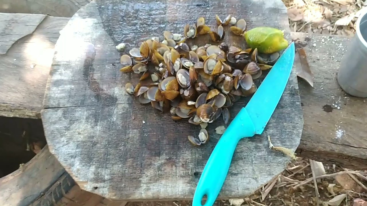 Marisco De água Doce - FDPLEARN