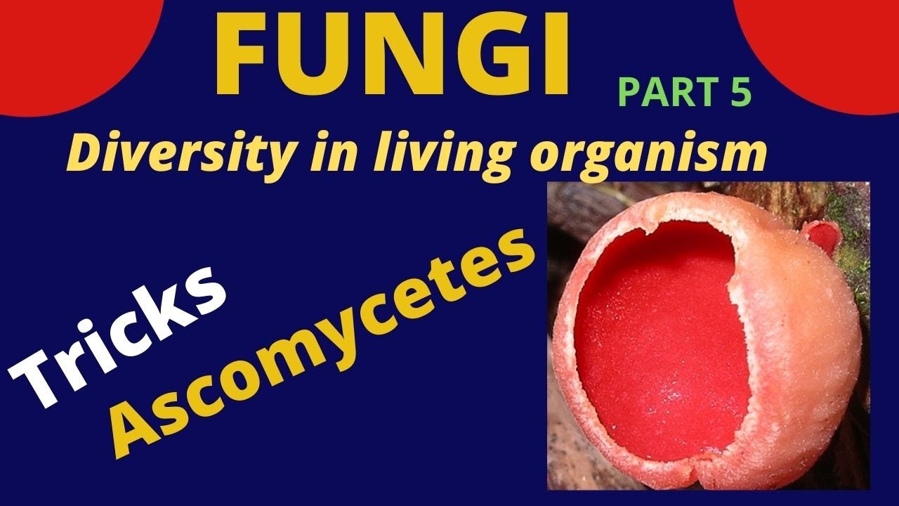 Class -Ascomycetes // Tricks to learn examples // kingdom -fungi ...