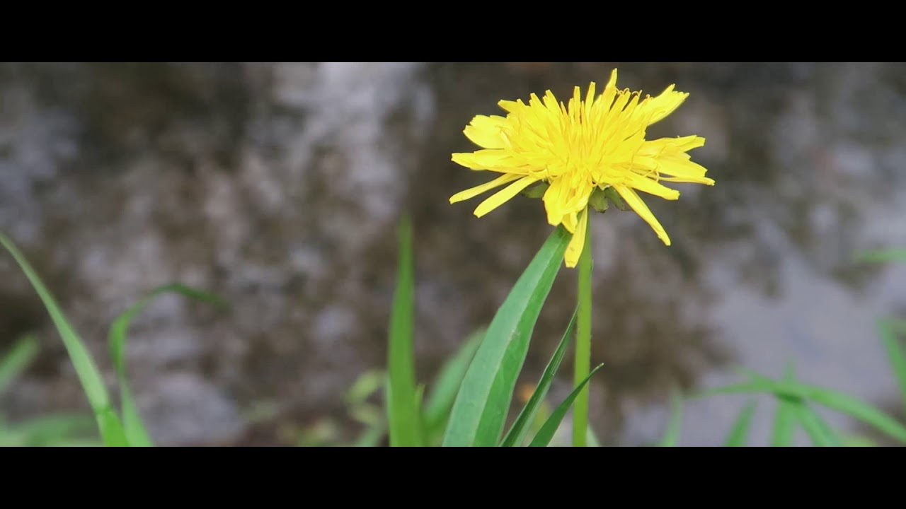 NATURE MONTAGE - YouTube