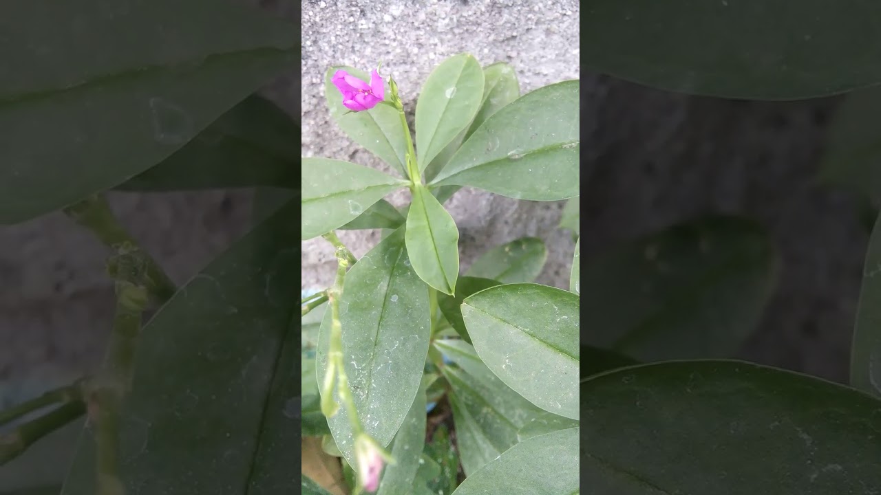 Waterleaf (Talinum) Plant and Flower - Vegetable - Spinach of the ...