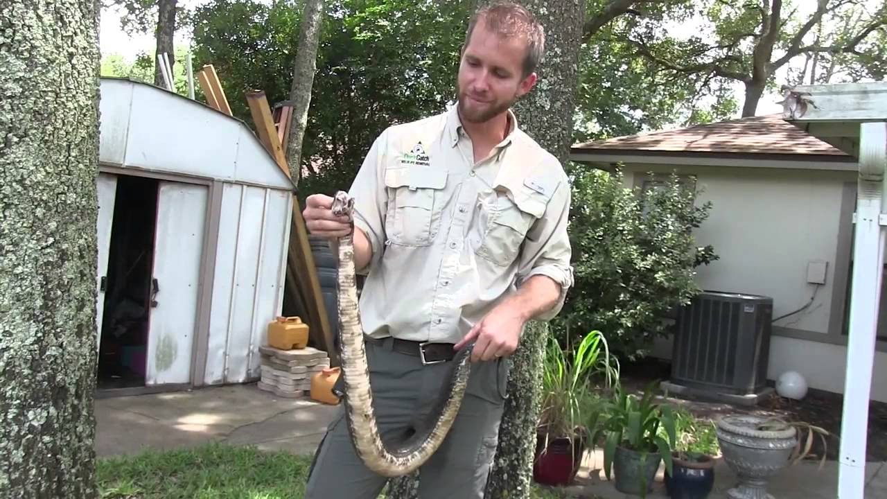 Venomous Snake Removal, Cottonmouth in Jacksonville, FL - YouTube