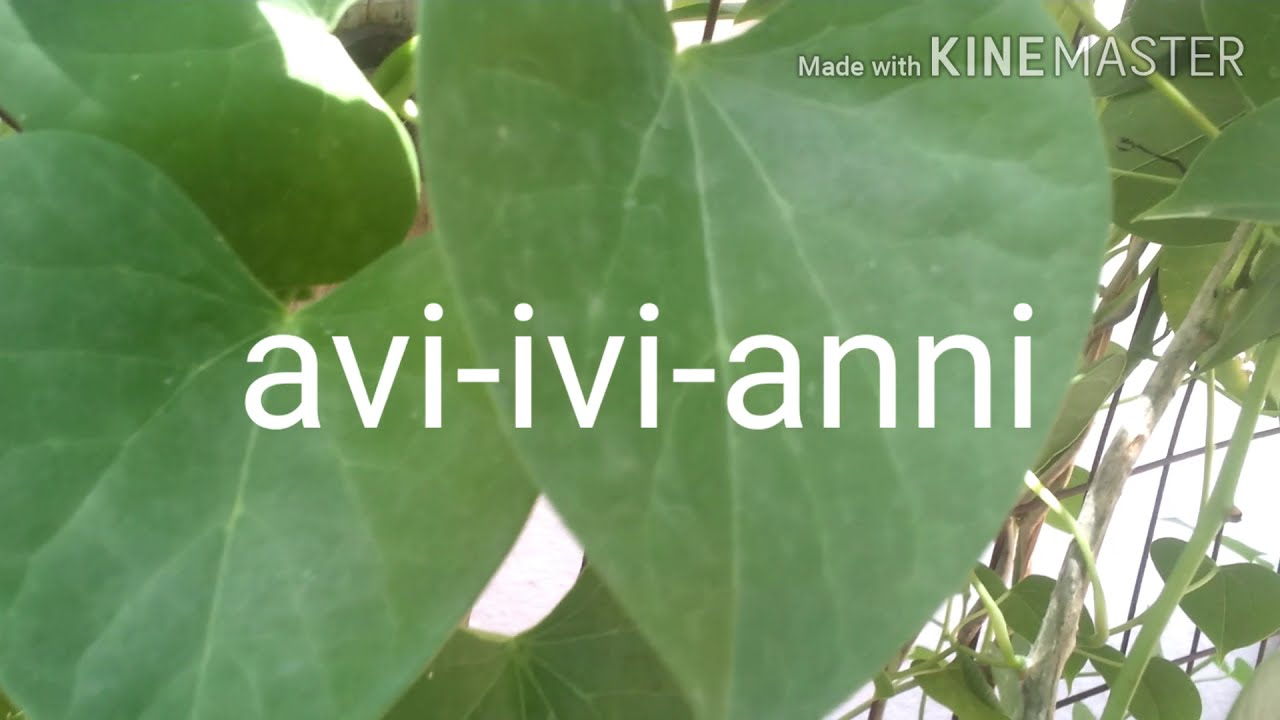 మా ఇంటి పెరటిలో "తిప్ప తీగ చెట్టు" చూడండి| How to identify Tippa Teega ...