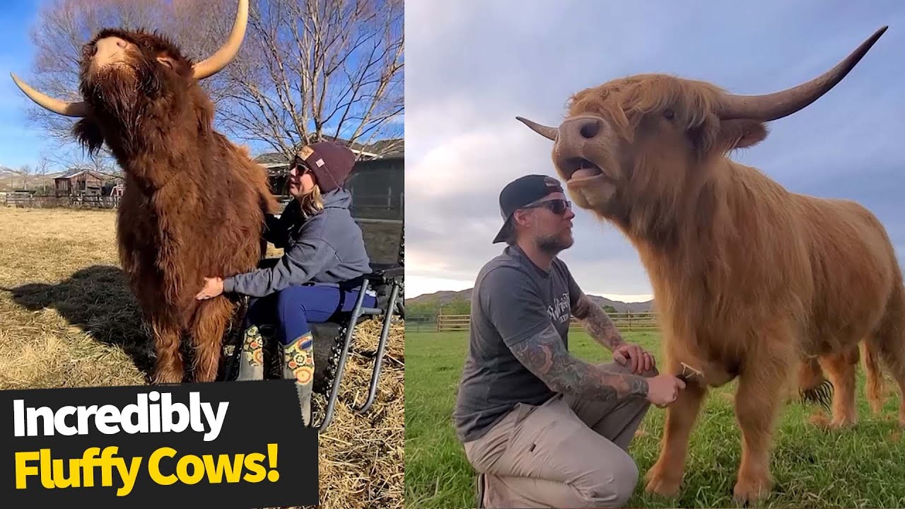 Incredibly fluffy cows love getting their hair brushed - YouTube