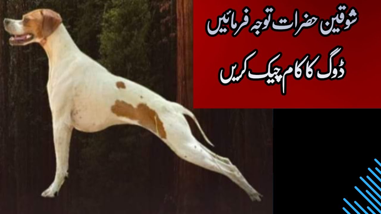 Kya bat hai dog ka kam check karyn \English pointer\ - YouTube