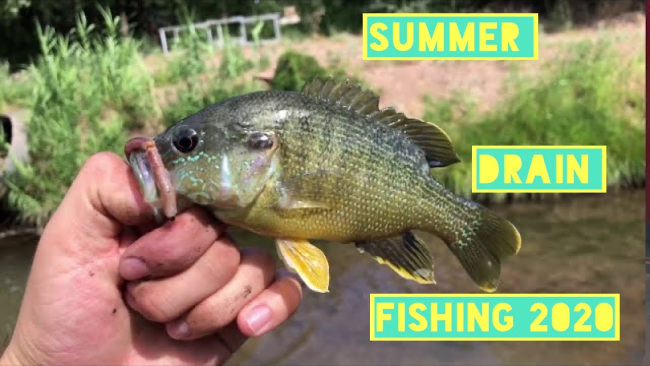 Summer Drain Fishing 2020 - YouTube