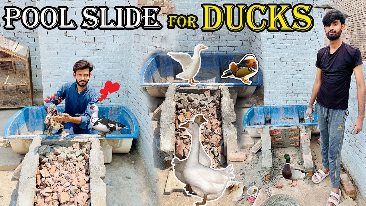 Ducks k liye pool slide ready ho rahi hai 😍 | How to make a pool slide ...