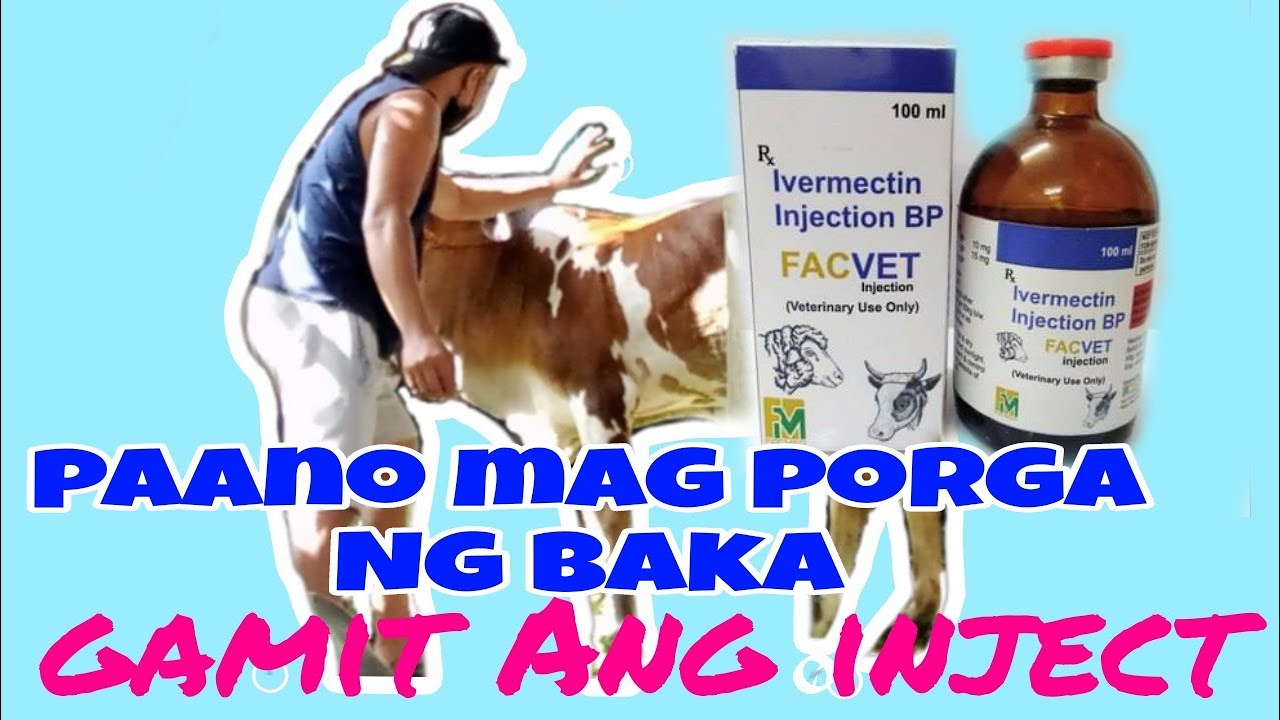 PAANO MAG PORGA NG BAKA | PAANO INJECT NG VITAMINS - YouTube