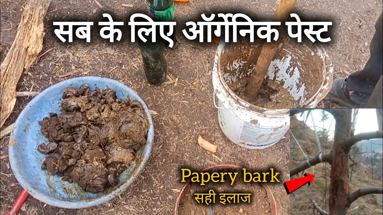 Seb k tane k liya mitti ka lep kase tyar kre || seb k liye Organic Pest ...