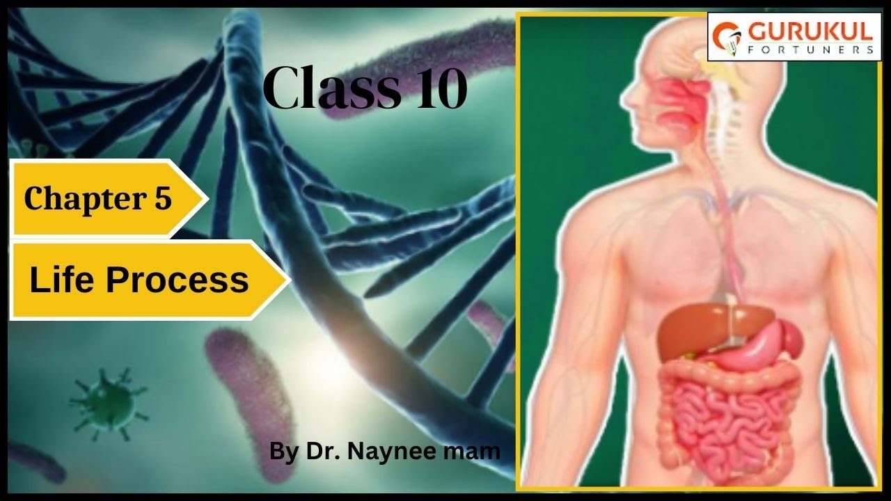 class 10 biology chapter 5 life processes part 3 transportation ...