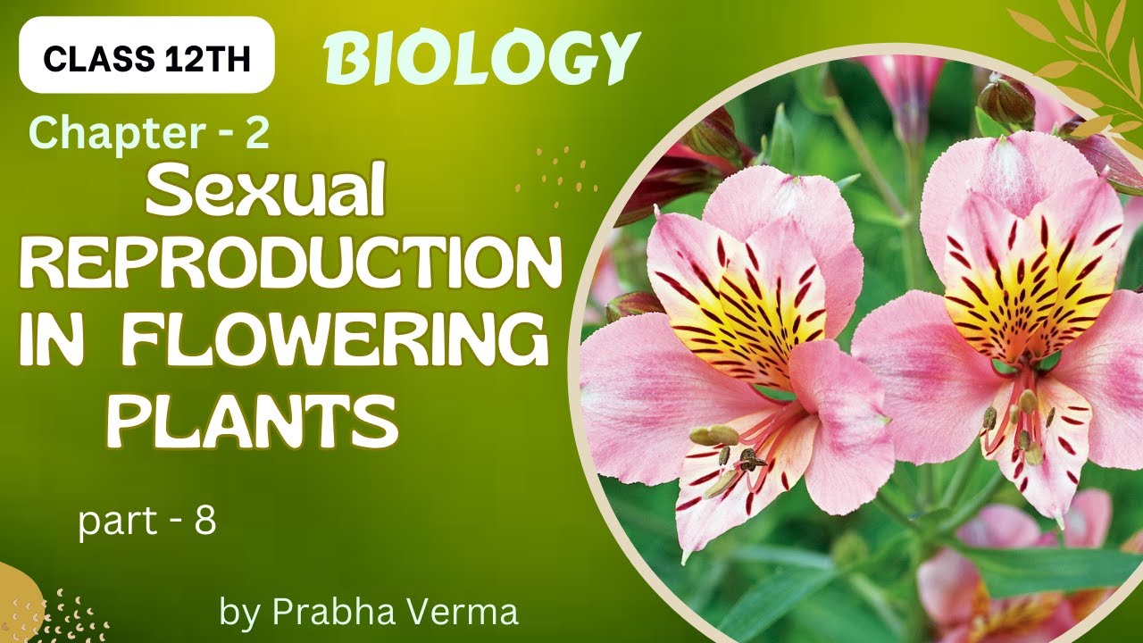 Class 12th Biology Chapter 2 Sexual Reproduction In Flowering Plants