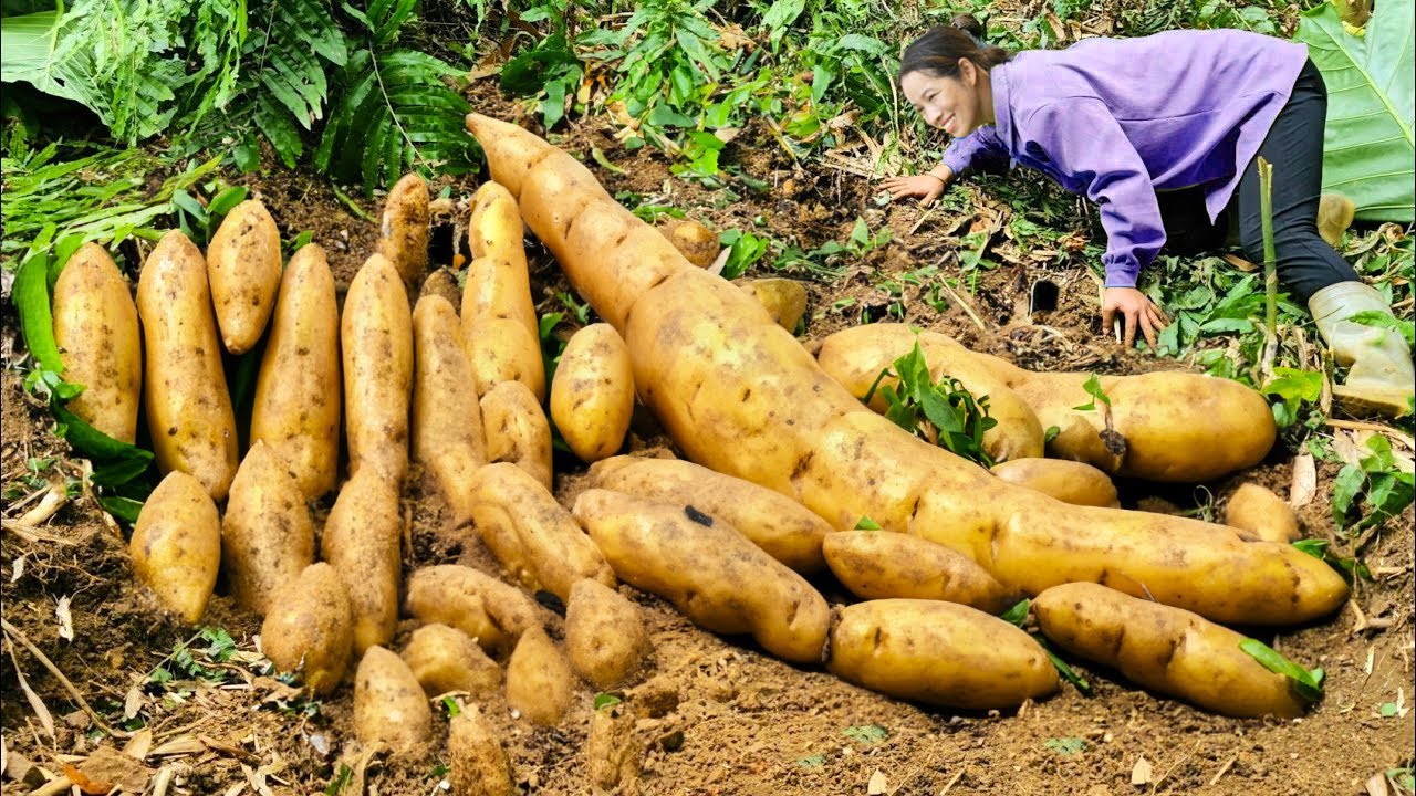 A lucky day of my work - country girl - Harvest full of strange ...