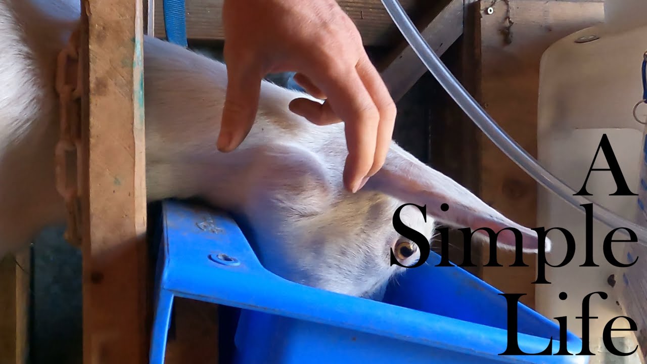 What Could this abscess/growth be on our Dairy goat neck? and story ...