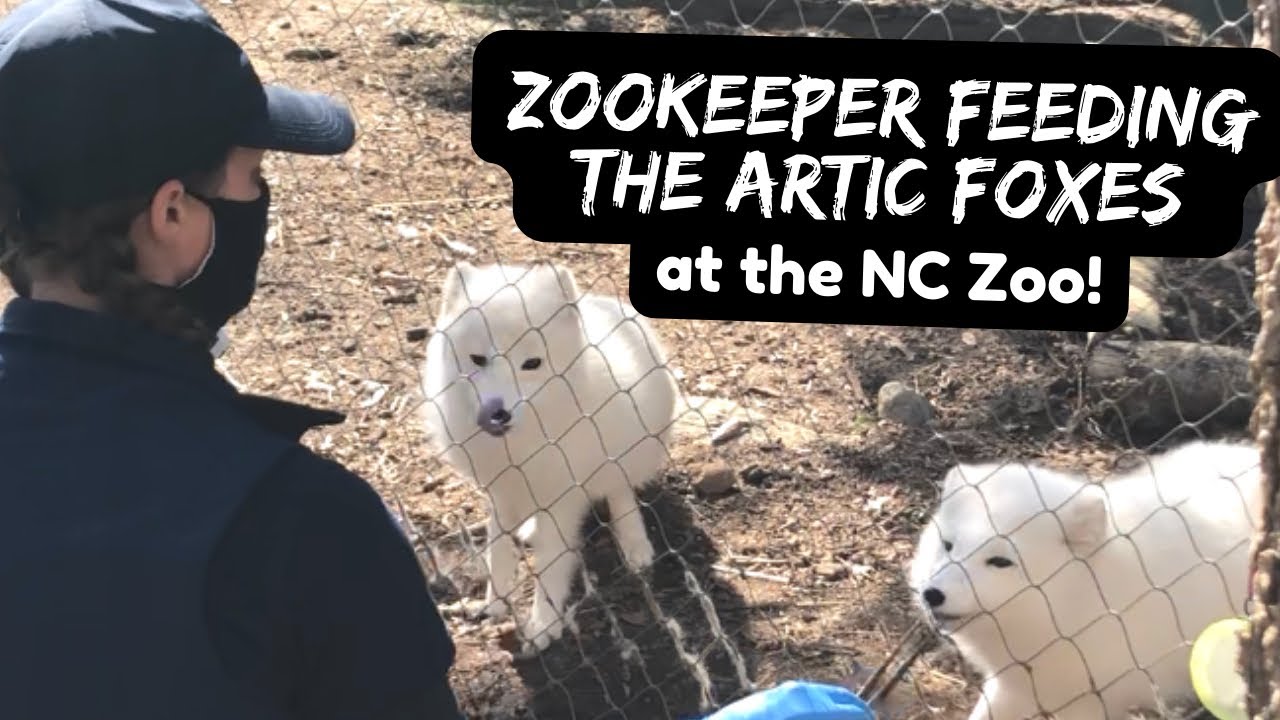 Zookeeper Feeding The Artic Foxes at the NC Zoo! - YouTube