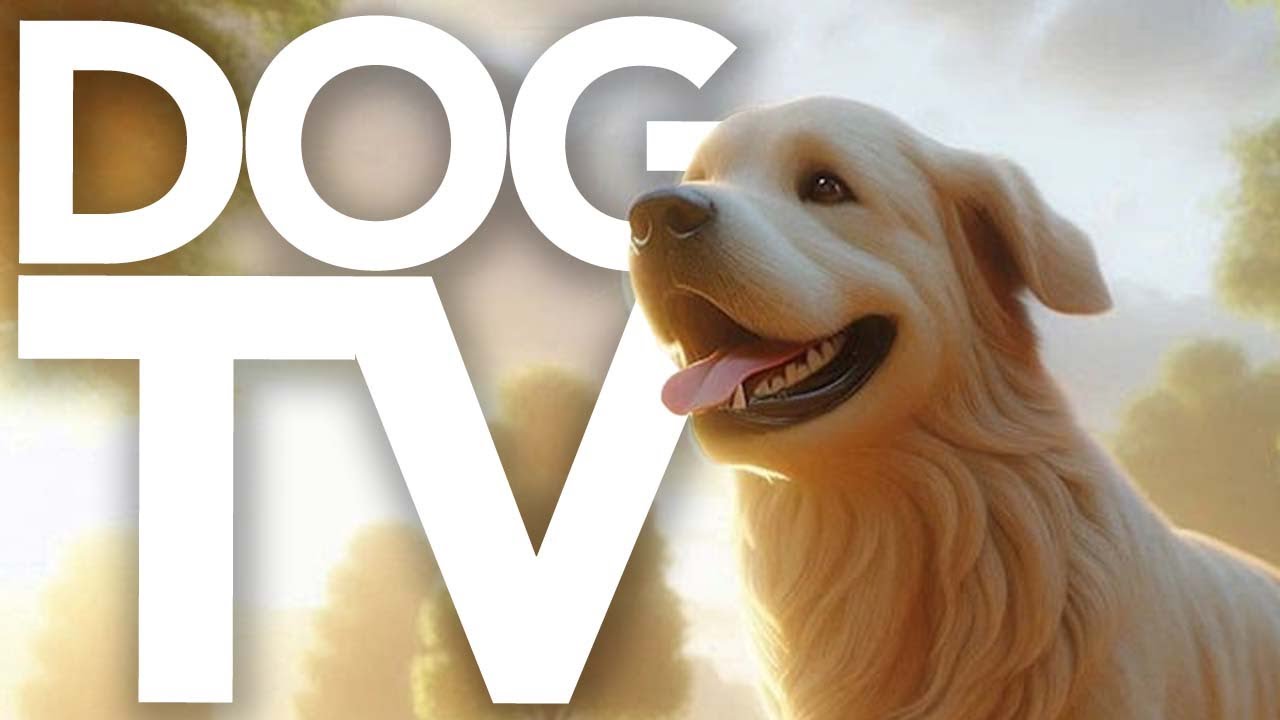 DOG TV - The ULTIMATE Video for Dogs to Watch! Outdoor Walking and More ...