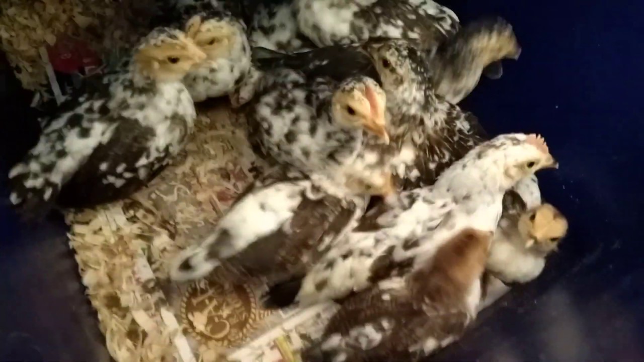 An introduction to the Olandsk Dwarf Chickens. - YouTube