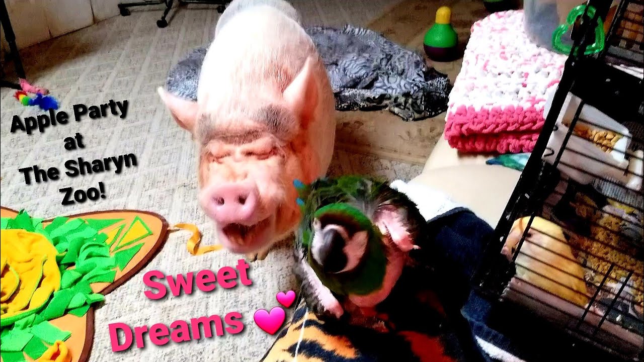 APPLE PARTY AT THE SHARYN ZOO 💕 SWEET DREAMS 💕 - YouTube