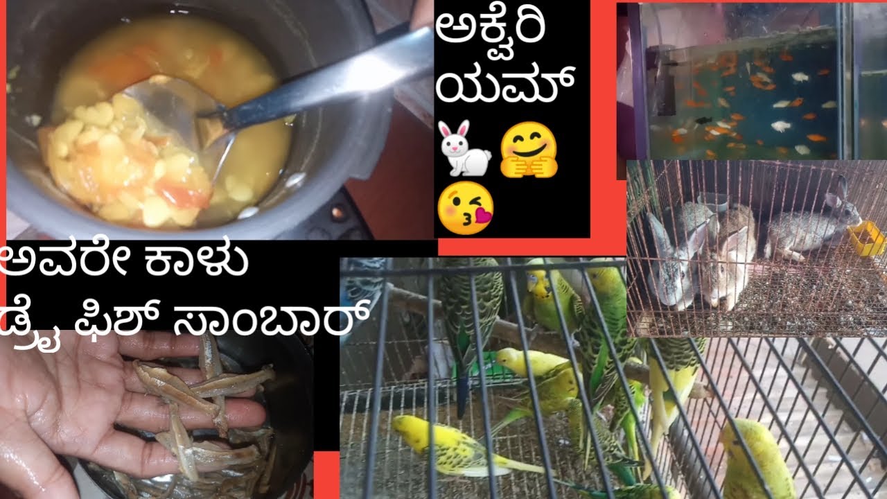 public exam postponed 😭.cute cute love birds 🐦🕊️ aquarium.avare kalu ...