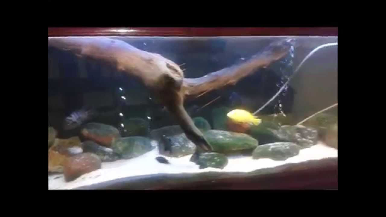 ΚΑΤΑΣΚΕΥΕΣ ΕΝΥΔΡΕΙΩΝ 1.MAKING AQUARIUMS - YouTube