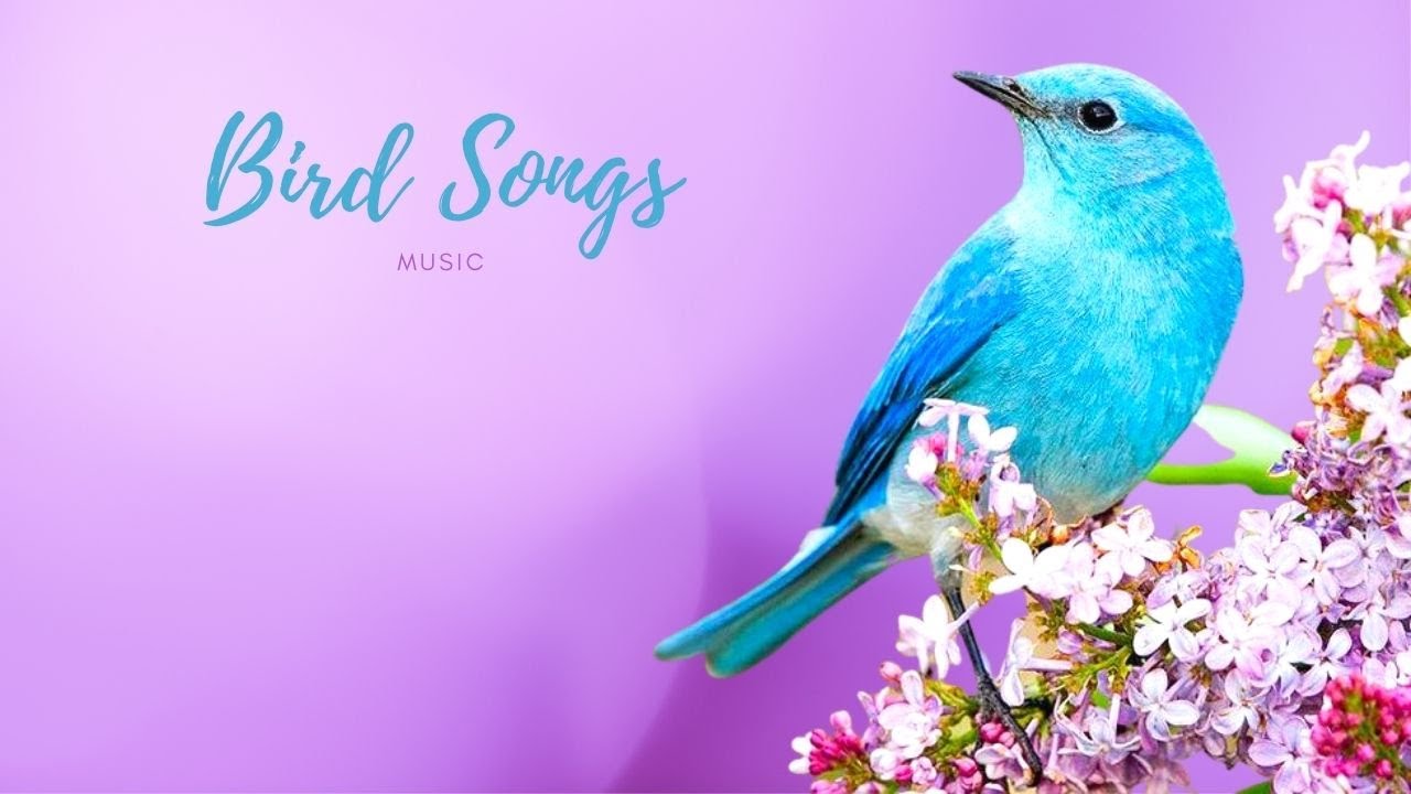 🌿Bird Songs🌿 Music for sleep🌿Nature Relaxation Video🌿 #sleepbox - YouTube