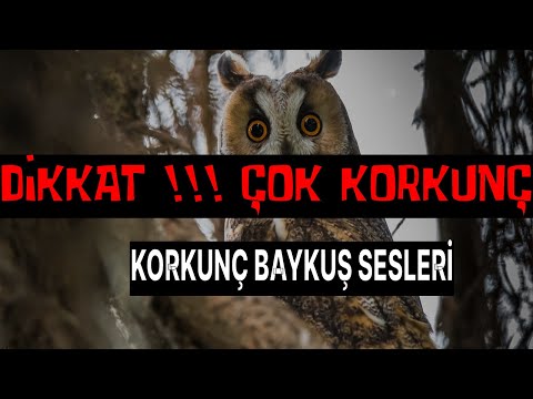 Korkunç baykuş sesleri