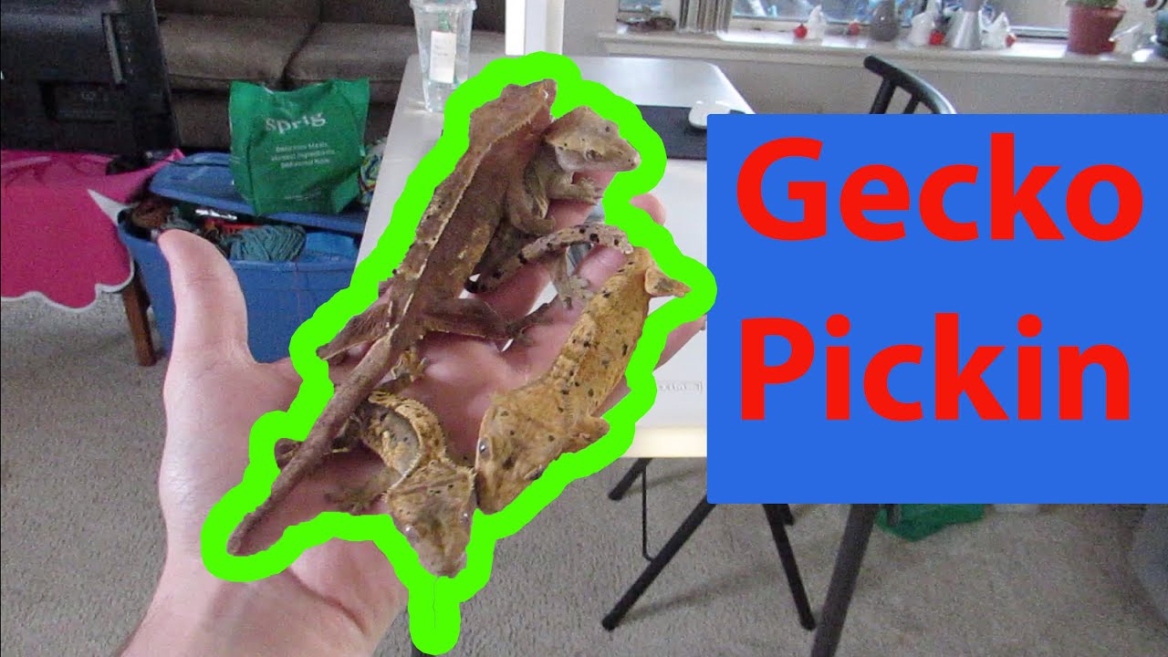 My Tips on How To Pick Breeding Stock - YouTube