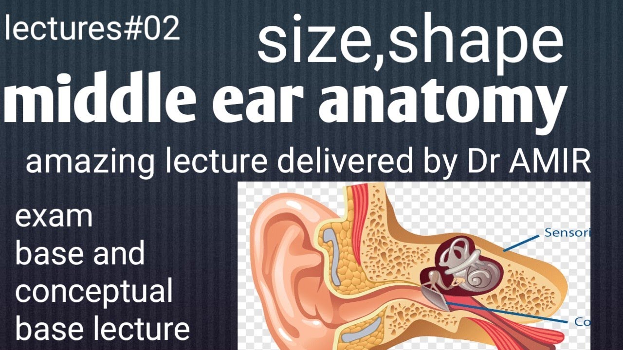 Anatomy of midlle ear || middle ear anatomy#middleear#anatomy || short ...