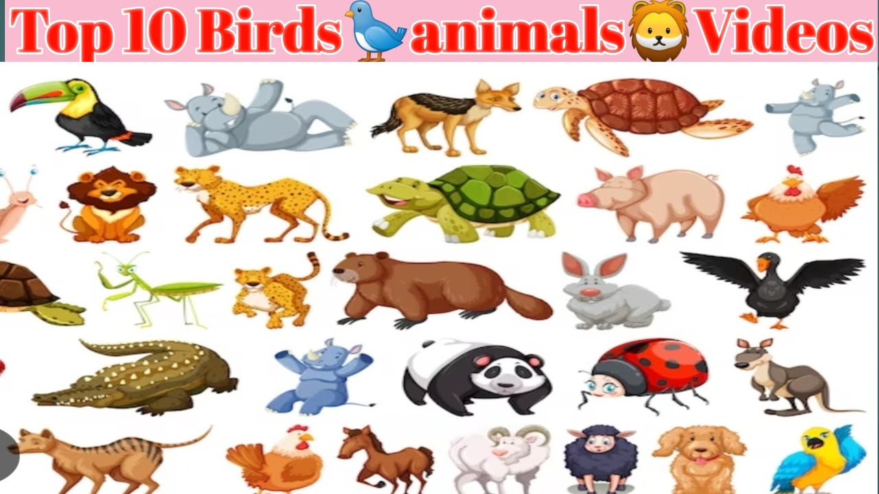 OMG 😲 Top 10 Animals and birds 🐦 videos || Wildlife Documentary | #bird ...