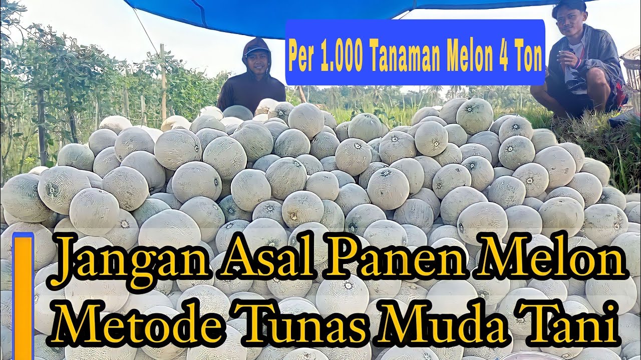 PETANI MELON SUKSES Hasilkan buah Melon besar manis - YouTube