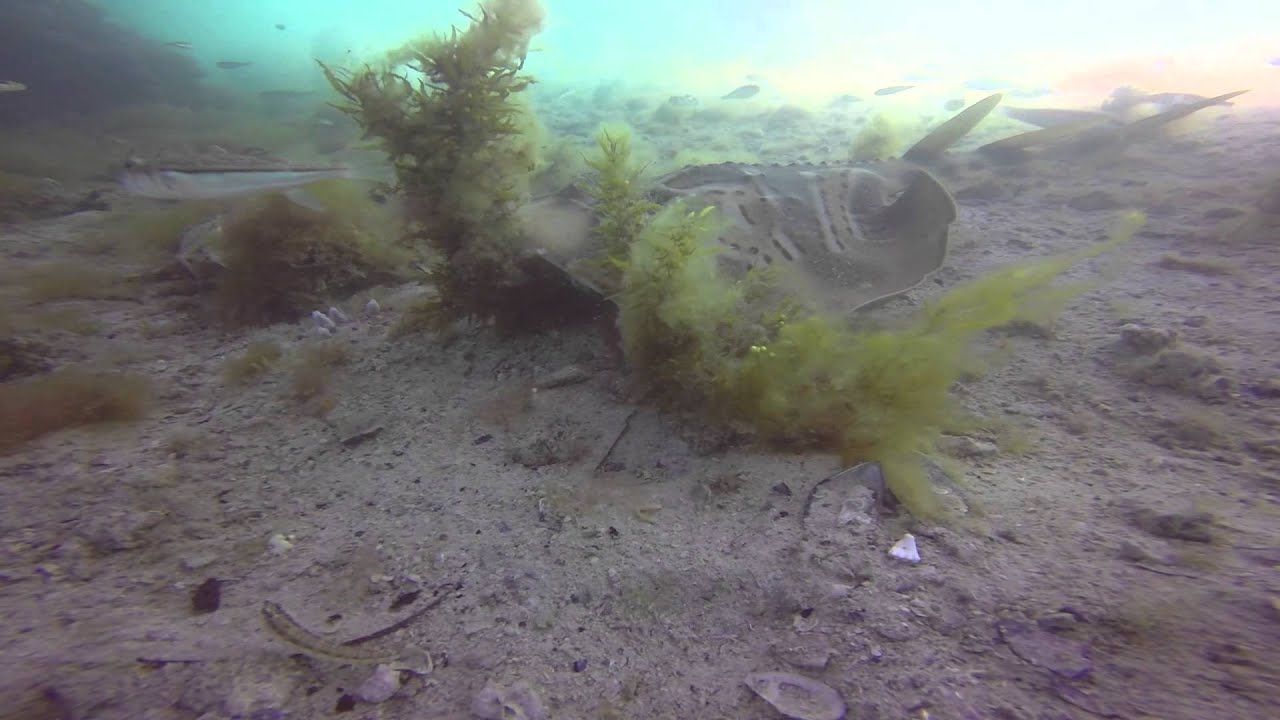 Southern Fiddler Ray - YouTube