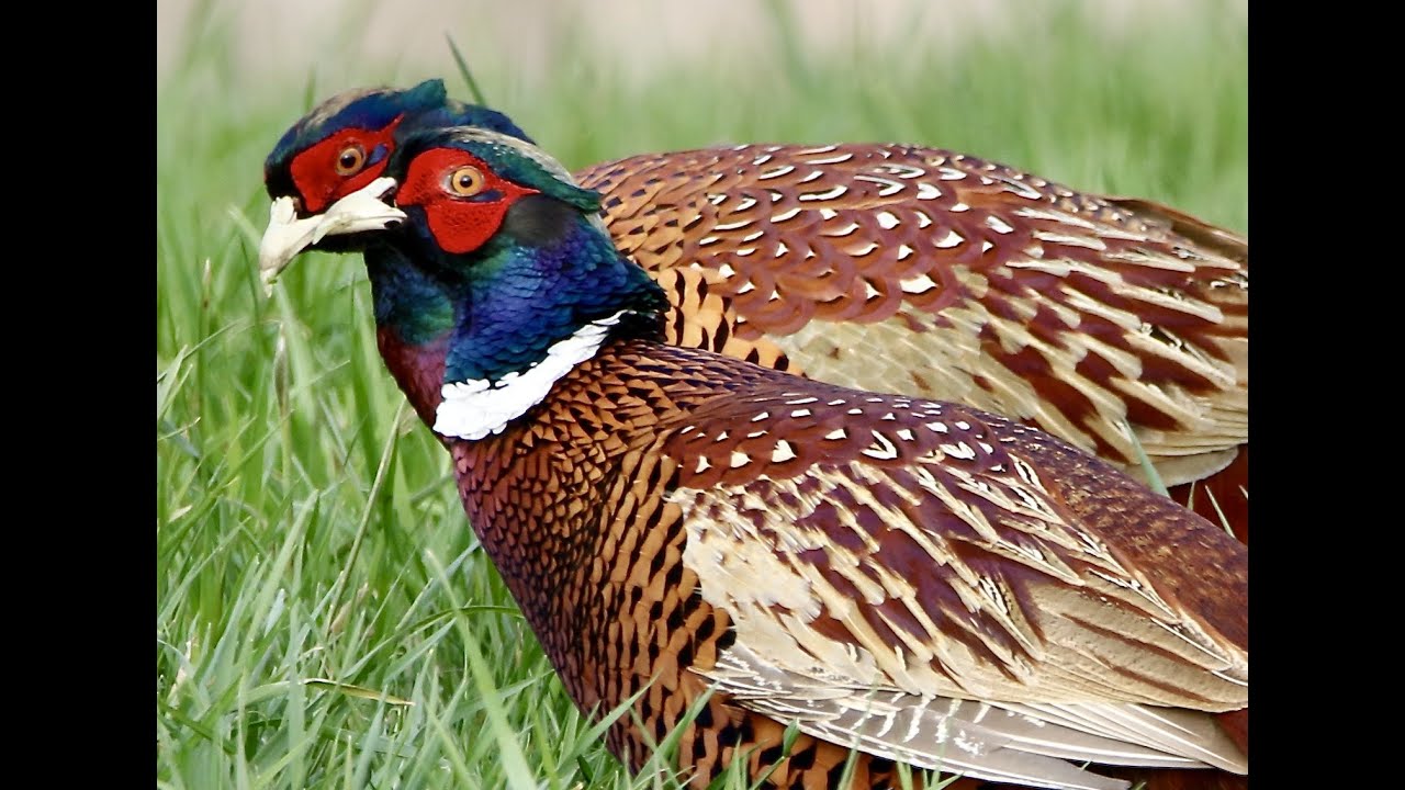 Fazant Common Pheasant, Phasianus colchicus, mannen in de onlanden ...