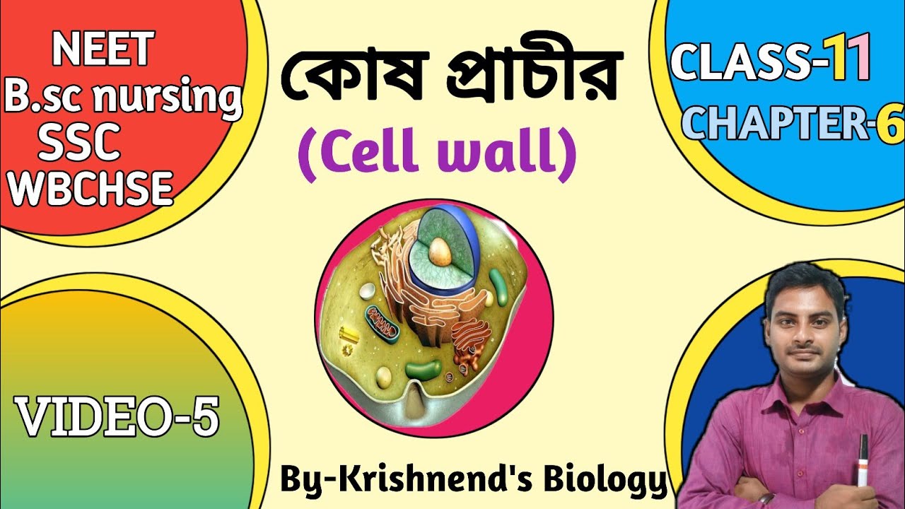 Cell Wall Structure Plasmodesmata In Bengali Class 11 NEET WBCHSE cell-wall-structure-plasmodesmata-in-bengali-class-11-neet-wbchse