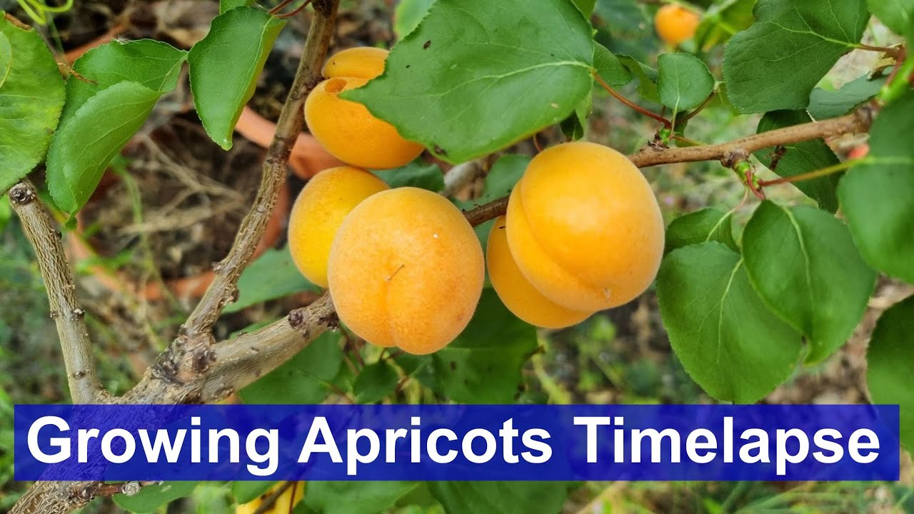 Growing Apricots Timelapse - 126 Days - YouTube