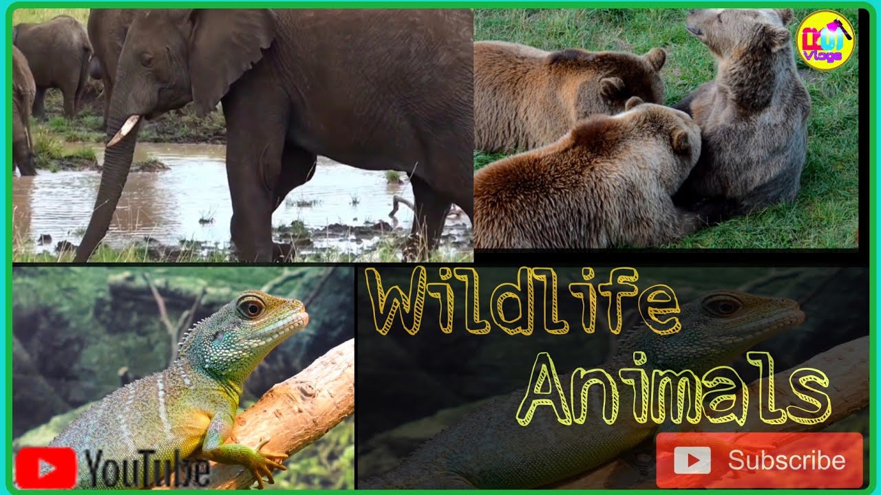 Wildlife Animals ! WWE ! Elephants Bears Chameleons ! RS Vlogs ! Shriya ...