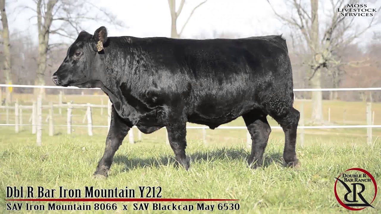 Double R Bar Ranch - Y212 - YouTube