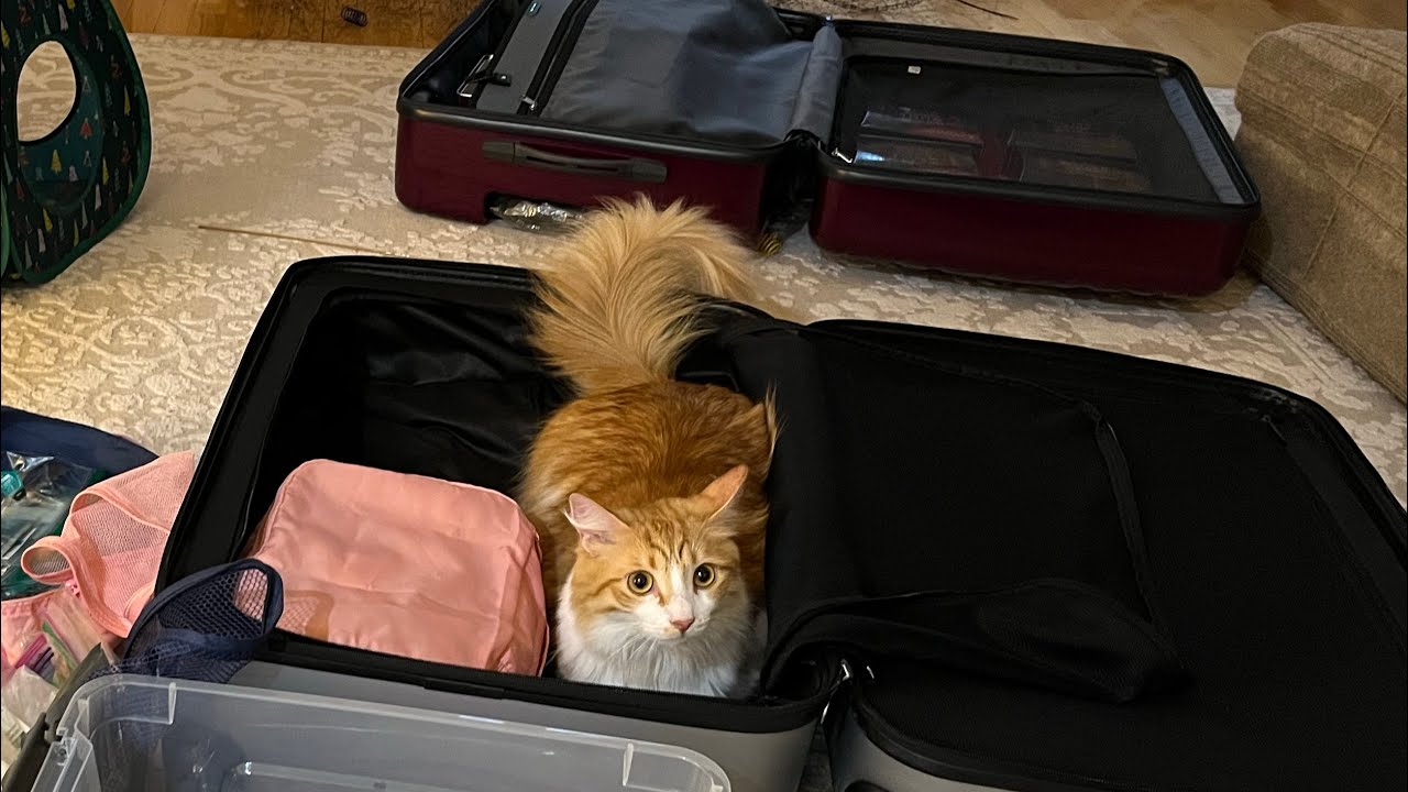 Cats Interrupt Packing - YouTube