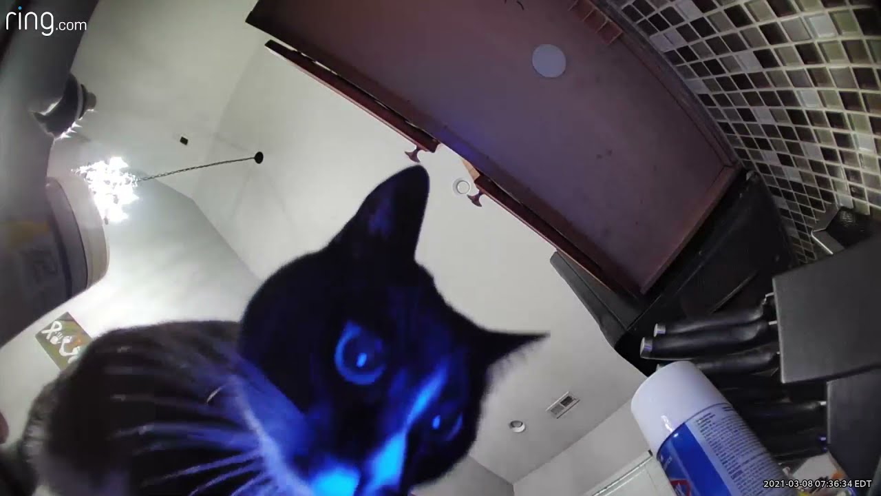 Cat Caught On Ring Doorbell - YouTube