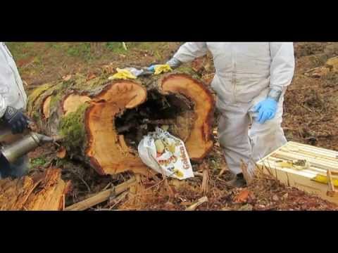 Moving bees from a log to a Lang - YouTube