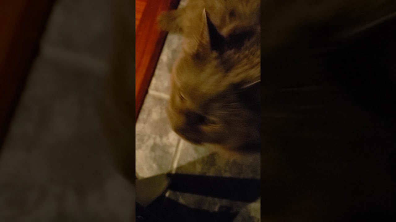 Greg the grey cat. - YouTube