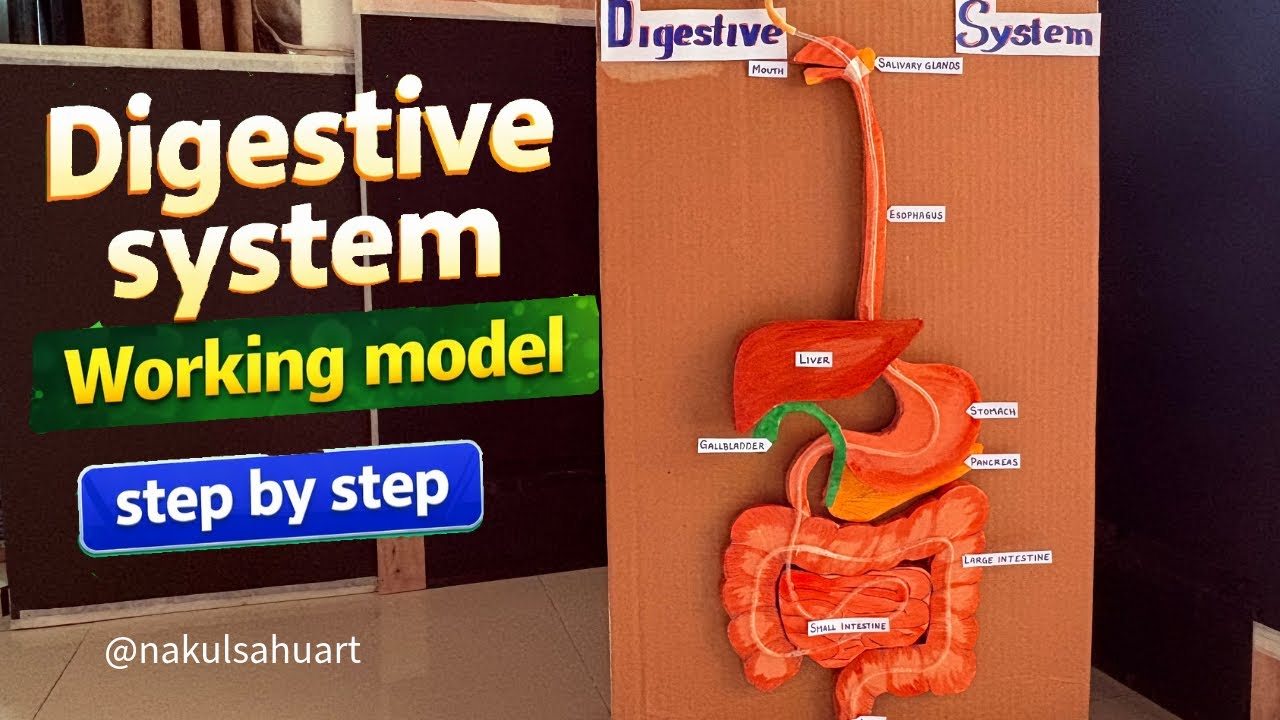 digestive system working model from cardboard and paper #schoolproject ...
