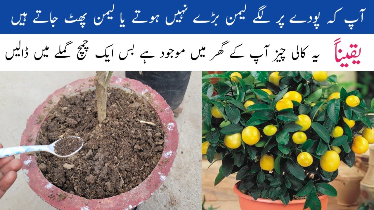 Best orgenic fertilizer for lemon plant | Nibu care . - YouTube