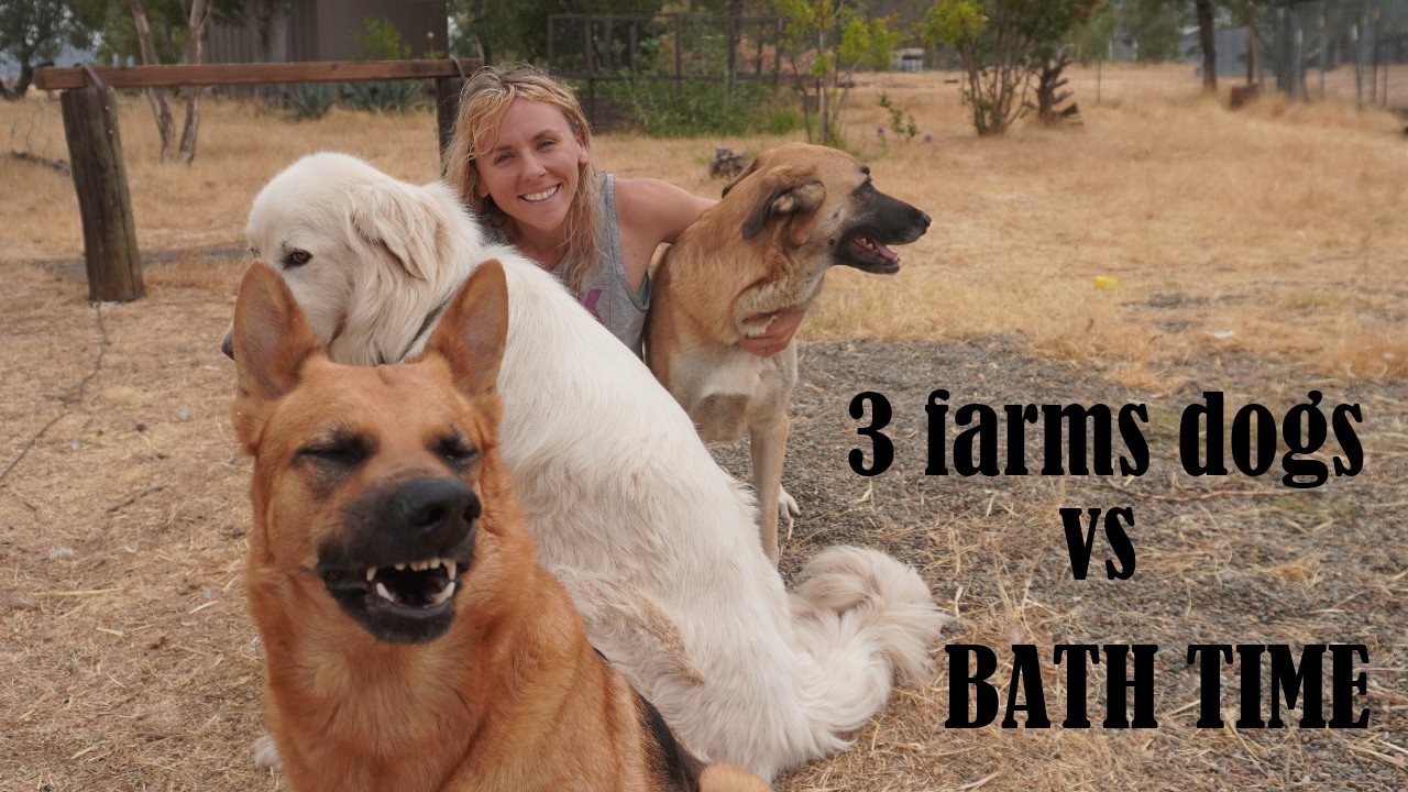 Satisfying GROOM our 3 DIRTY Farm Dogs - YouTube